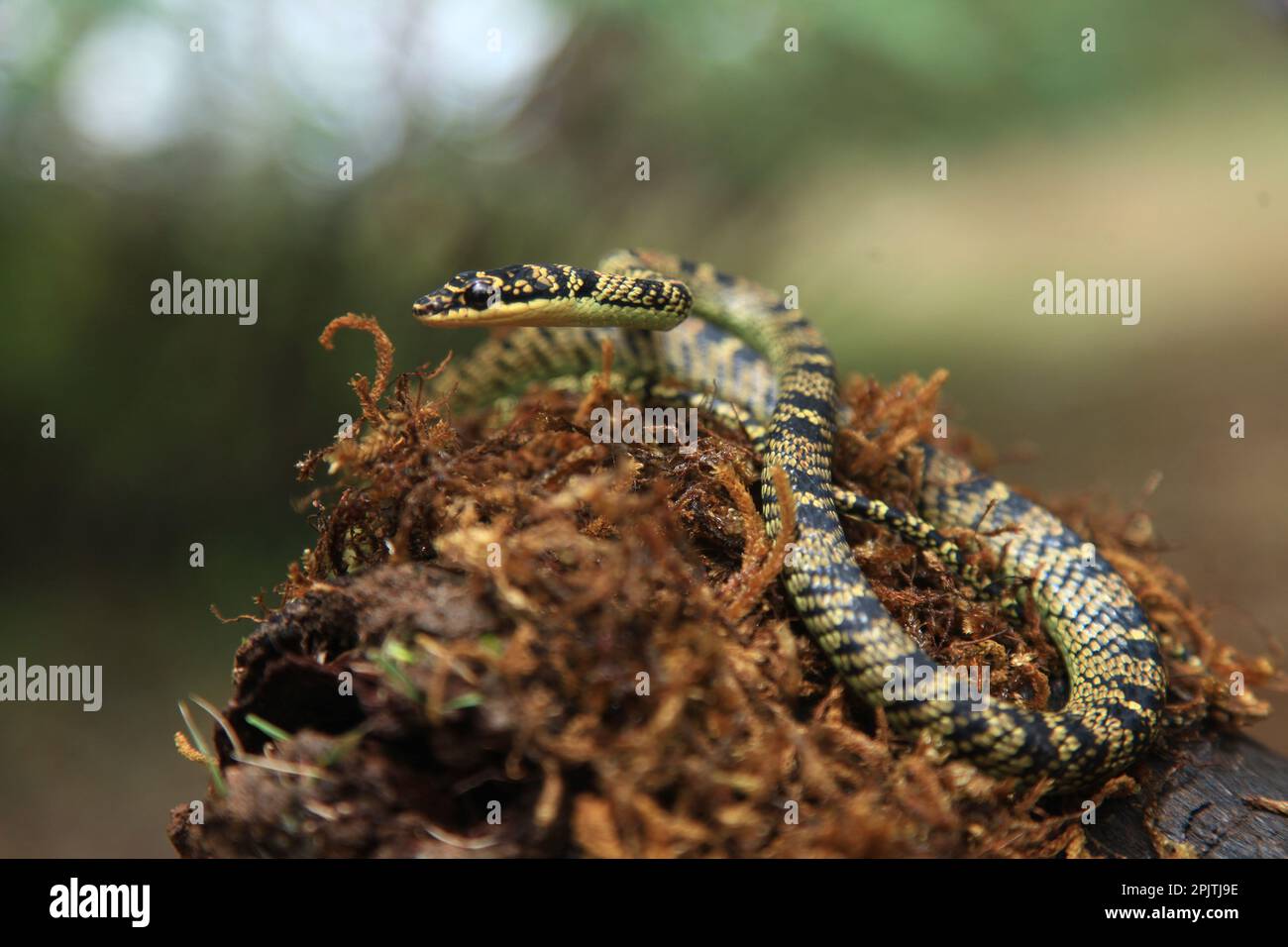 Ornate flying sneake (Chrysopelea ornata), north bengal india (11 Stock ...