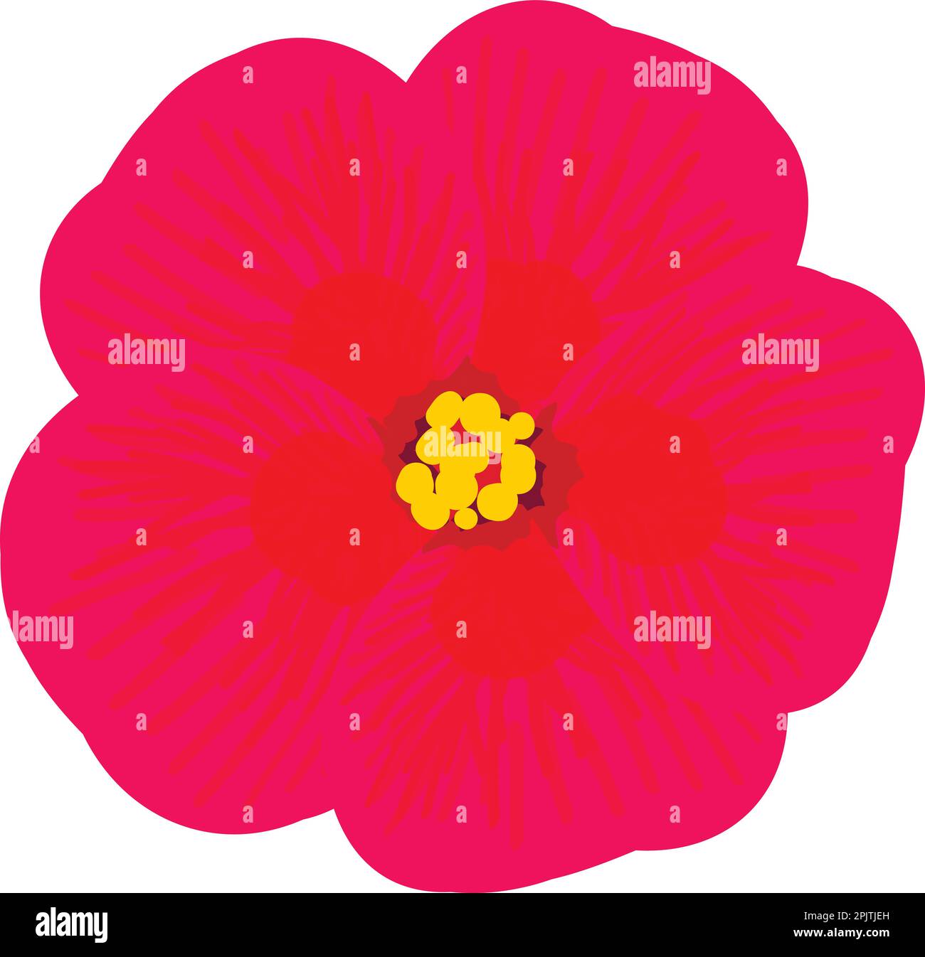 Hibiscus rosa sinensis Stock Vector Images - Alamy
