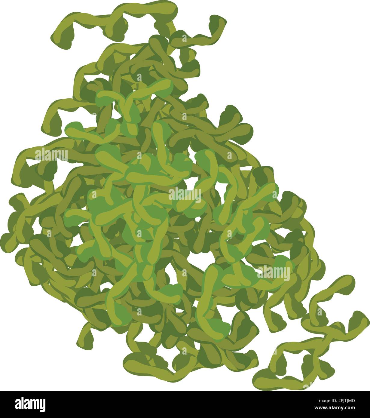 Laminaria dried icon isometric vector. Genus of seaweed from brown ...