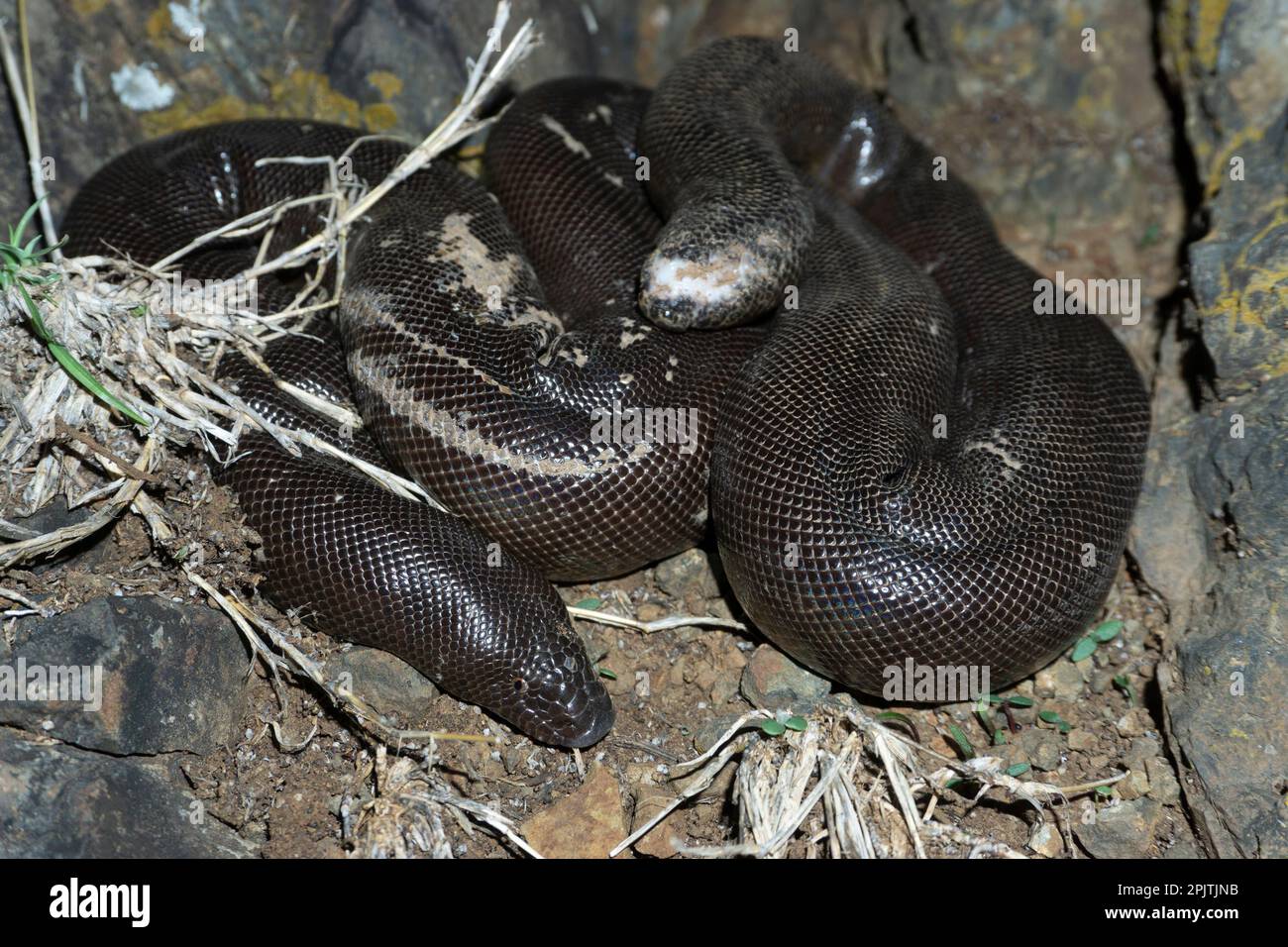Indian sand boa hi-res stock photography and images - Alamy