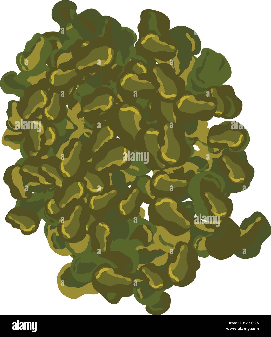 Dried seaweed icon isometric vector. Genus of seaweed from green algae ...