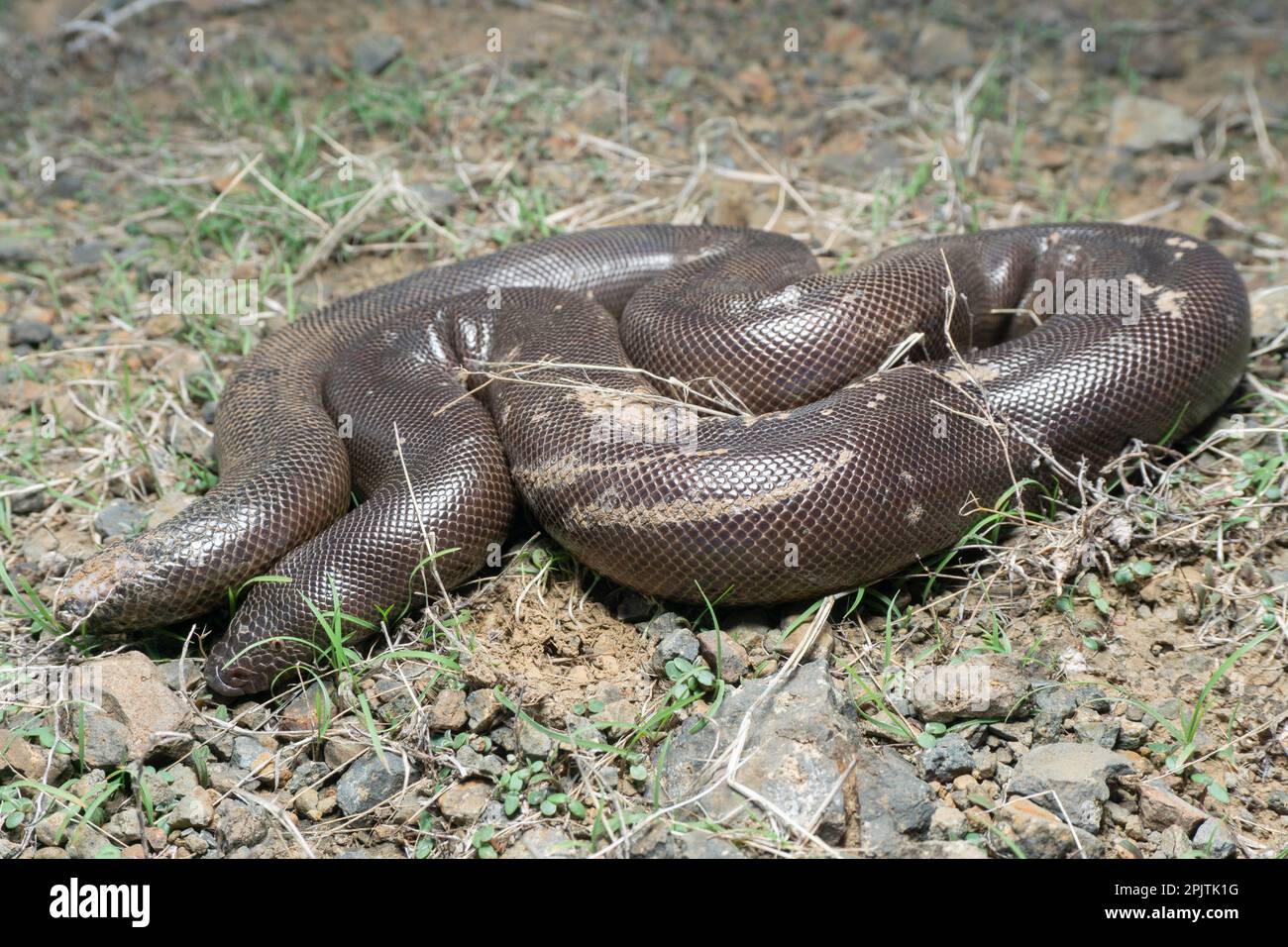 Indian sand boa hi-res stock photography and images - Alamy