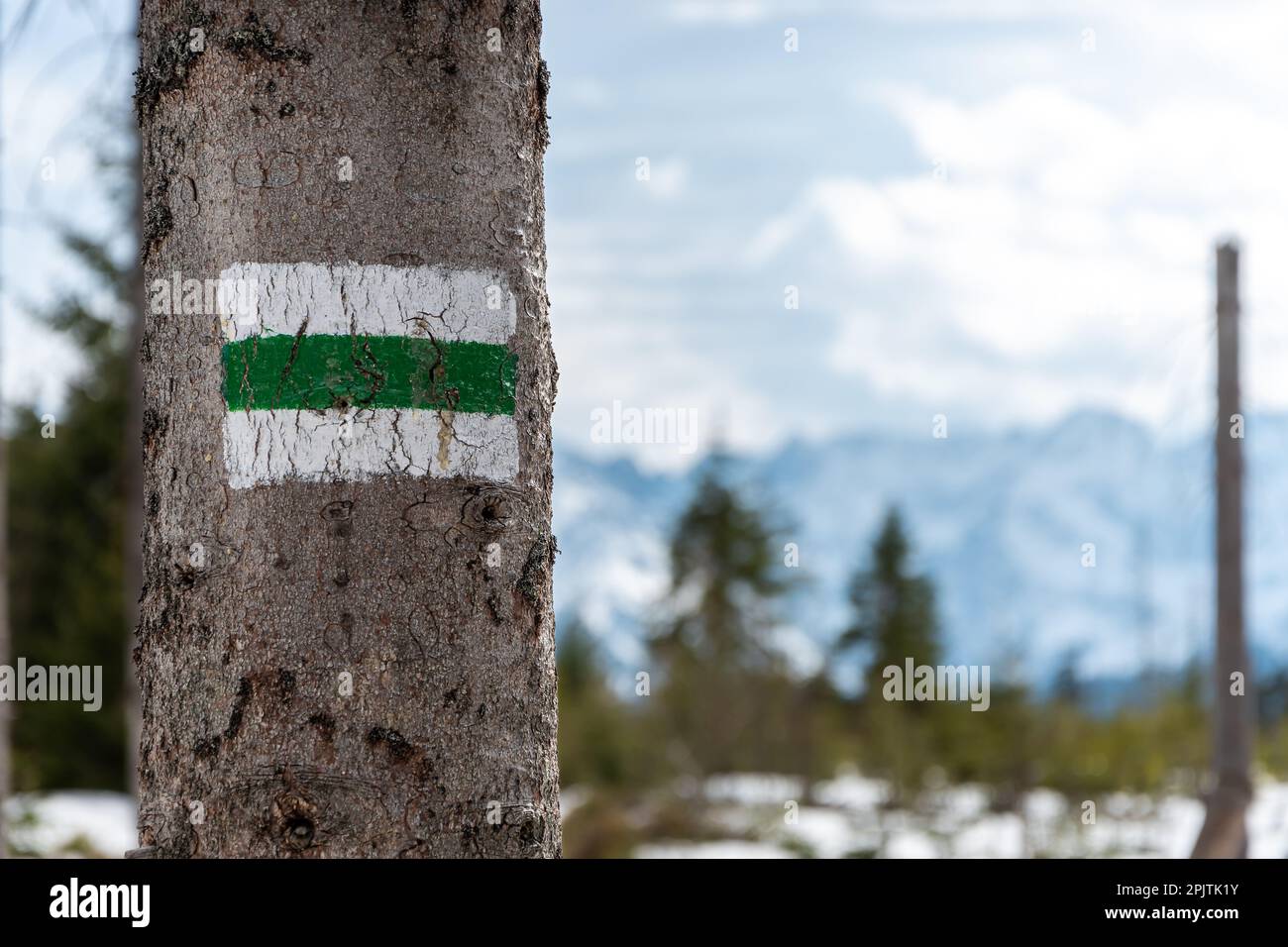 Marking the green trail on the tree. Mountains in the background. The ...