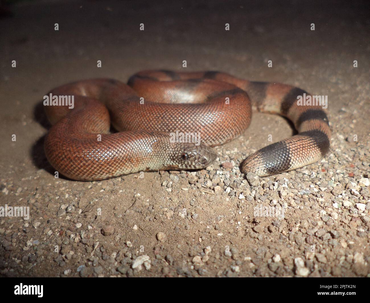 Red sand boa snake hi-res stock photography and images - Alamy