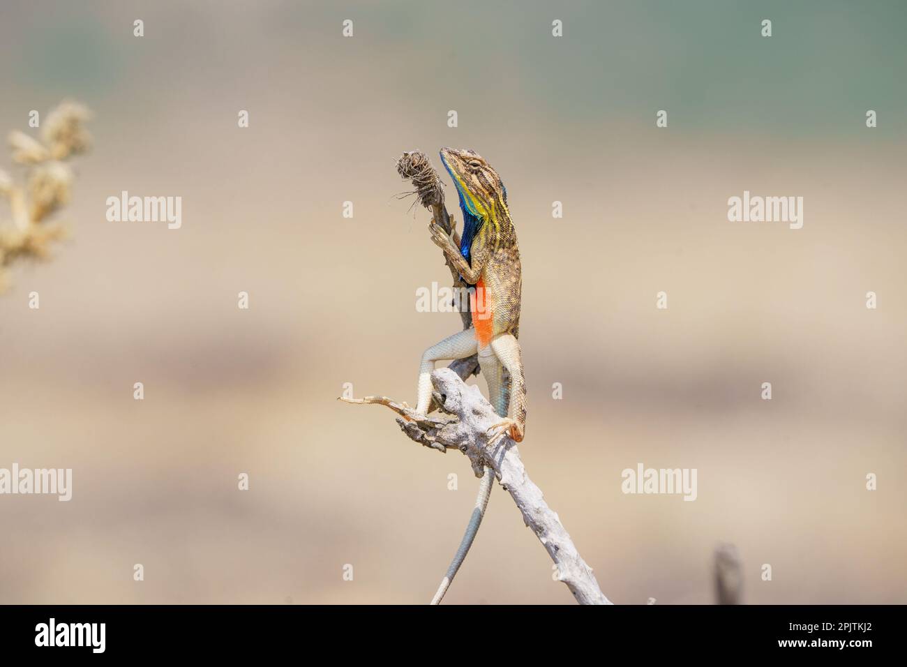 Sarada superba, the superb large fan-throated lizard on stick ...