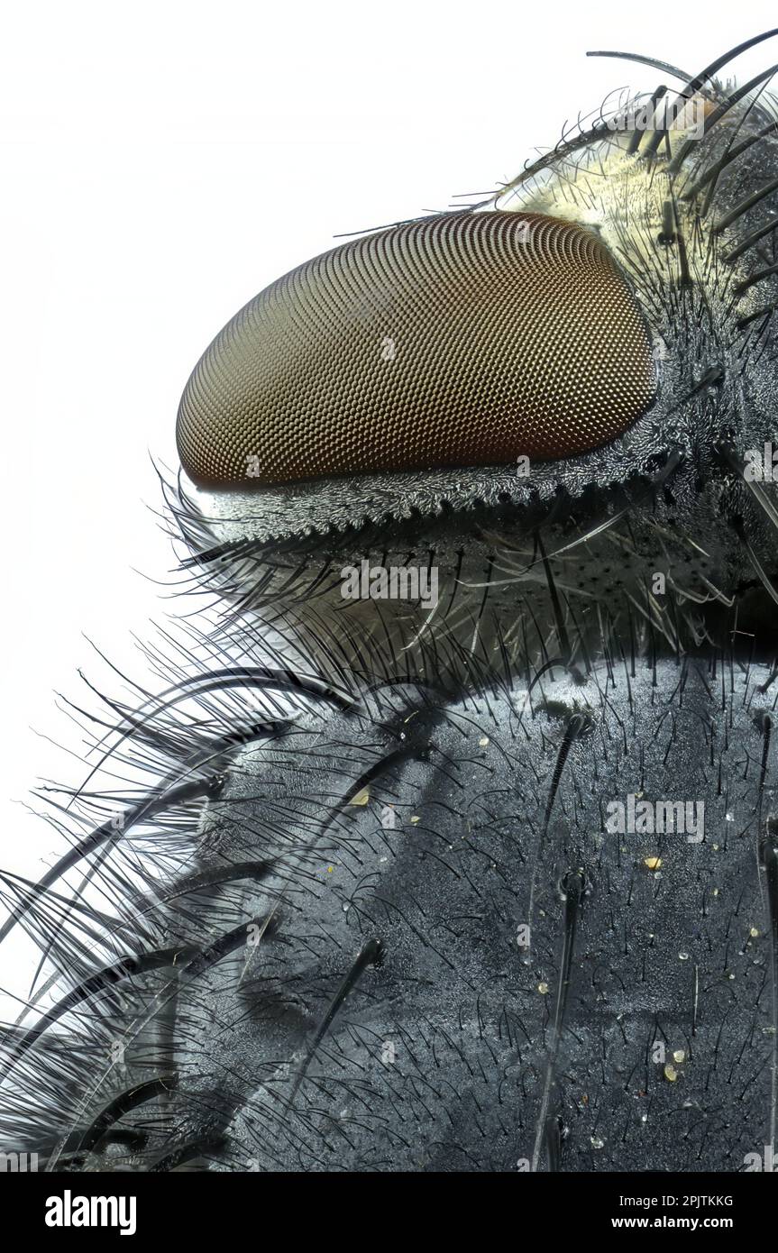 Extreme 5x macro photo of the head, eyes and thorax of a common blowfly ...