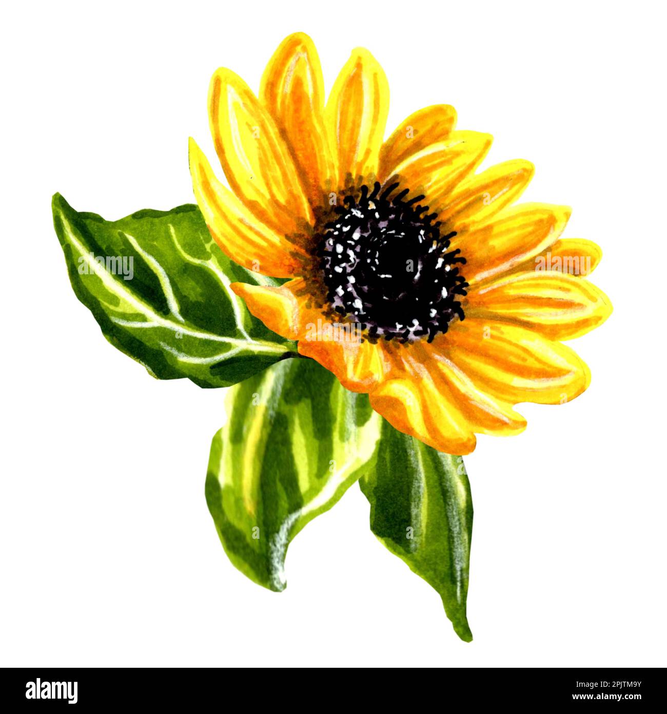 One yellow sunflower with leaves. JPEG floral botanical illustration ...