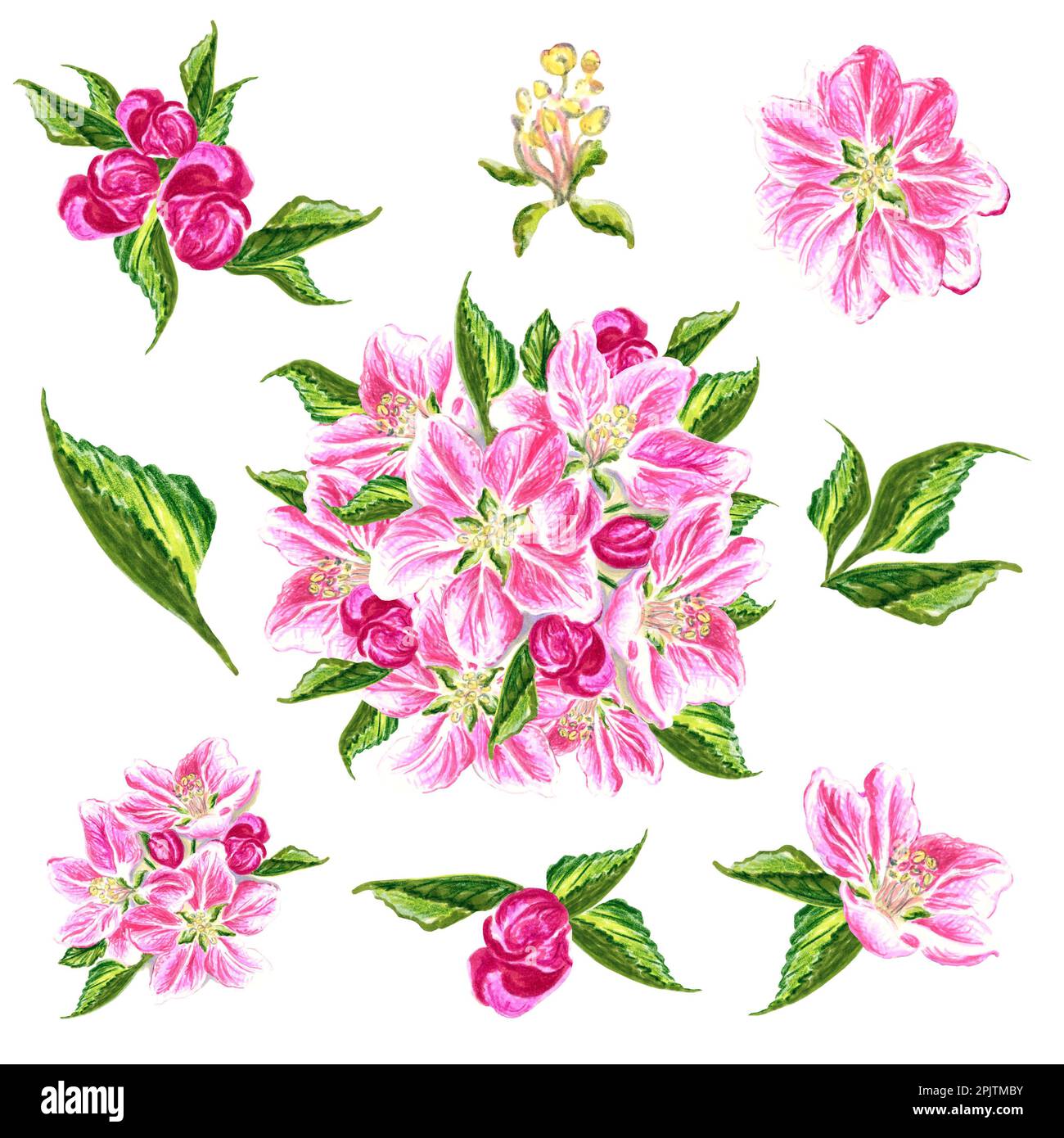 Set of flowers of apple tree with leaves and buds. JPEG floral ...