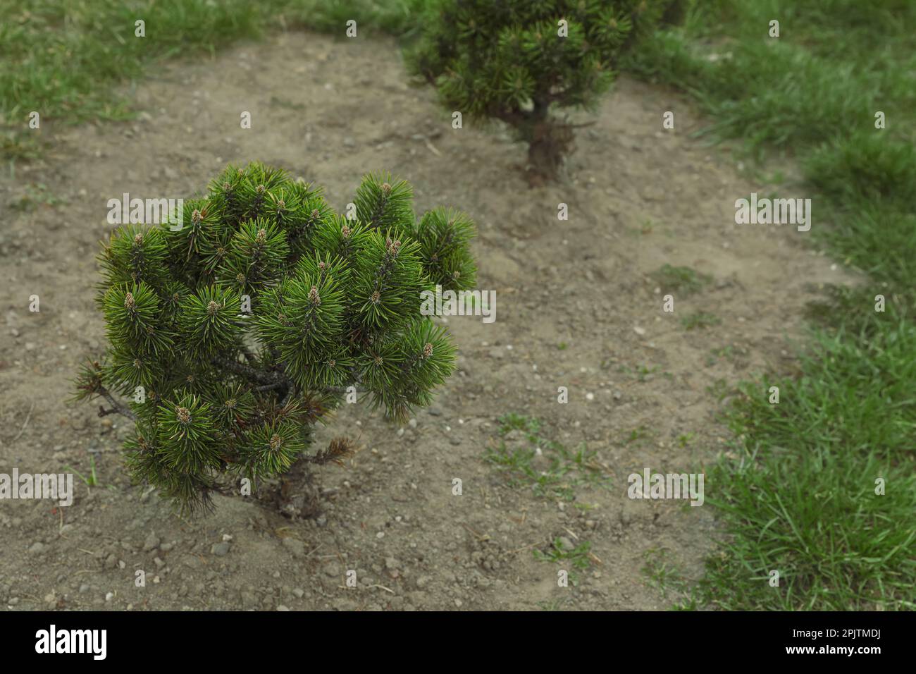 Newly planted pine hi-res stock photography and images - Alamy