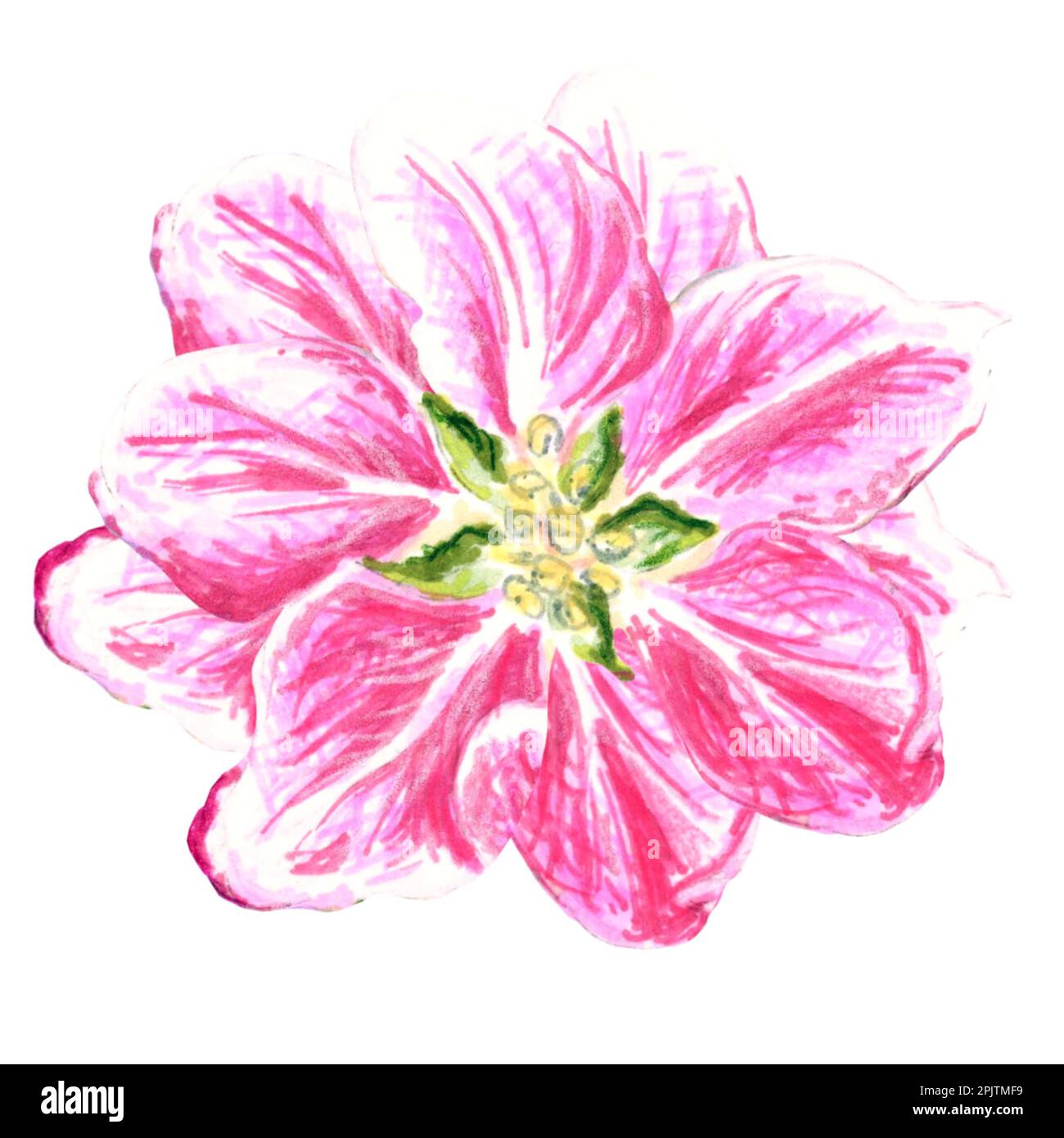 Pink flower of apple tree isolated on white background. JPEG floral ...