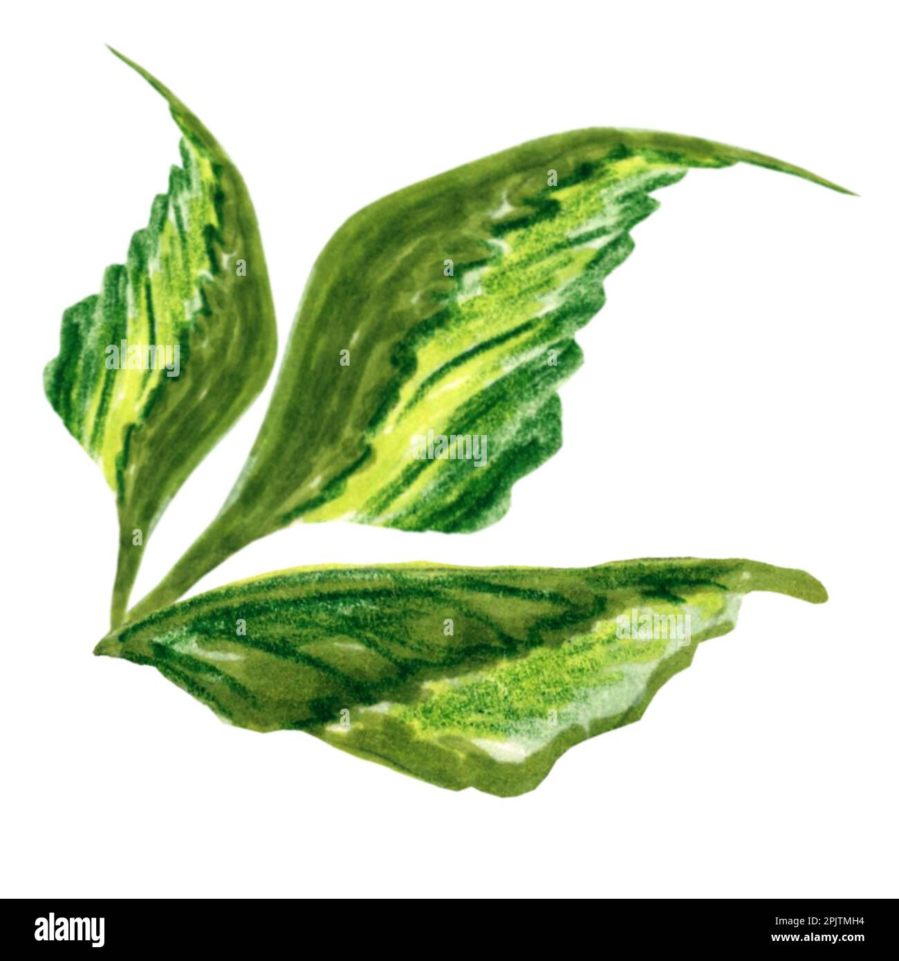 Three green leaves of apple tree. JPEG floral botanical illustration ...