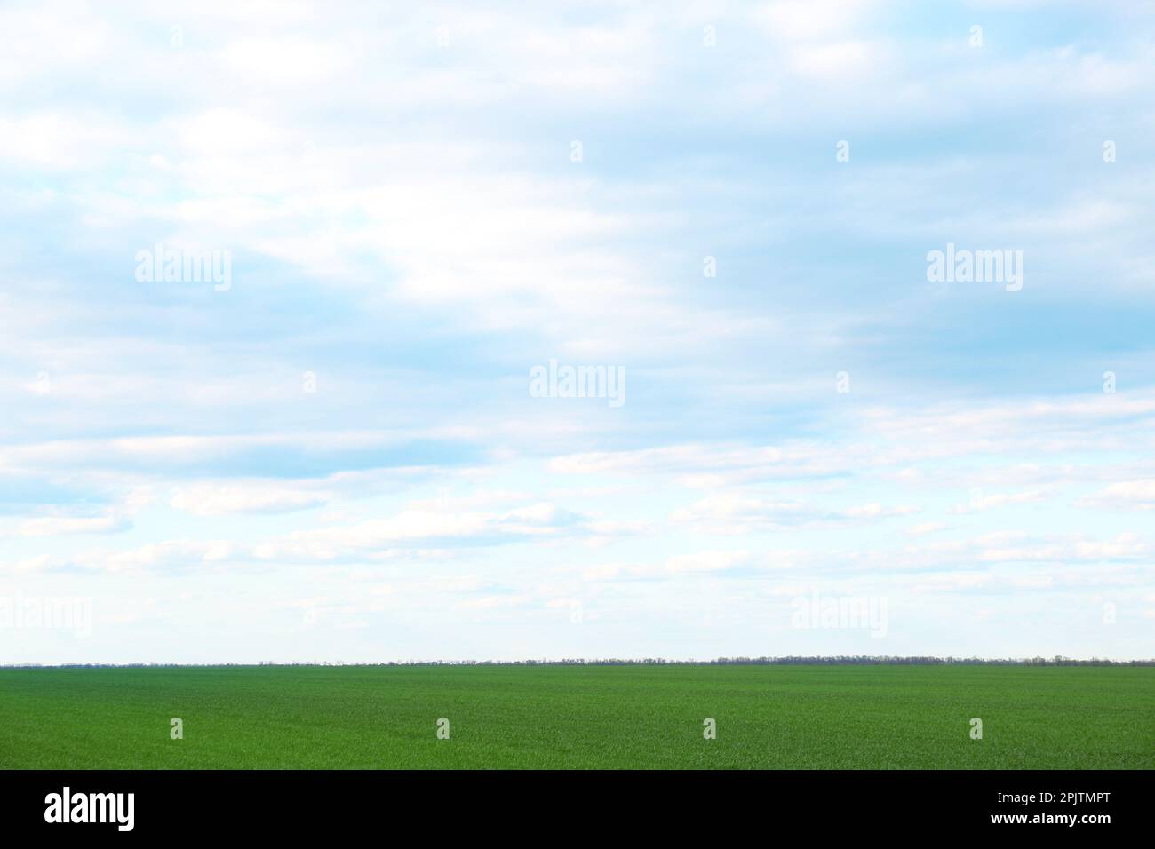 Picturesque view of green agricultural field on cloudy day Stock Photo ...