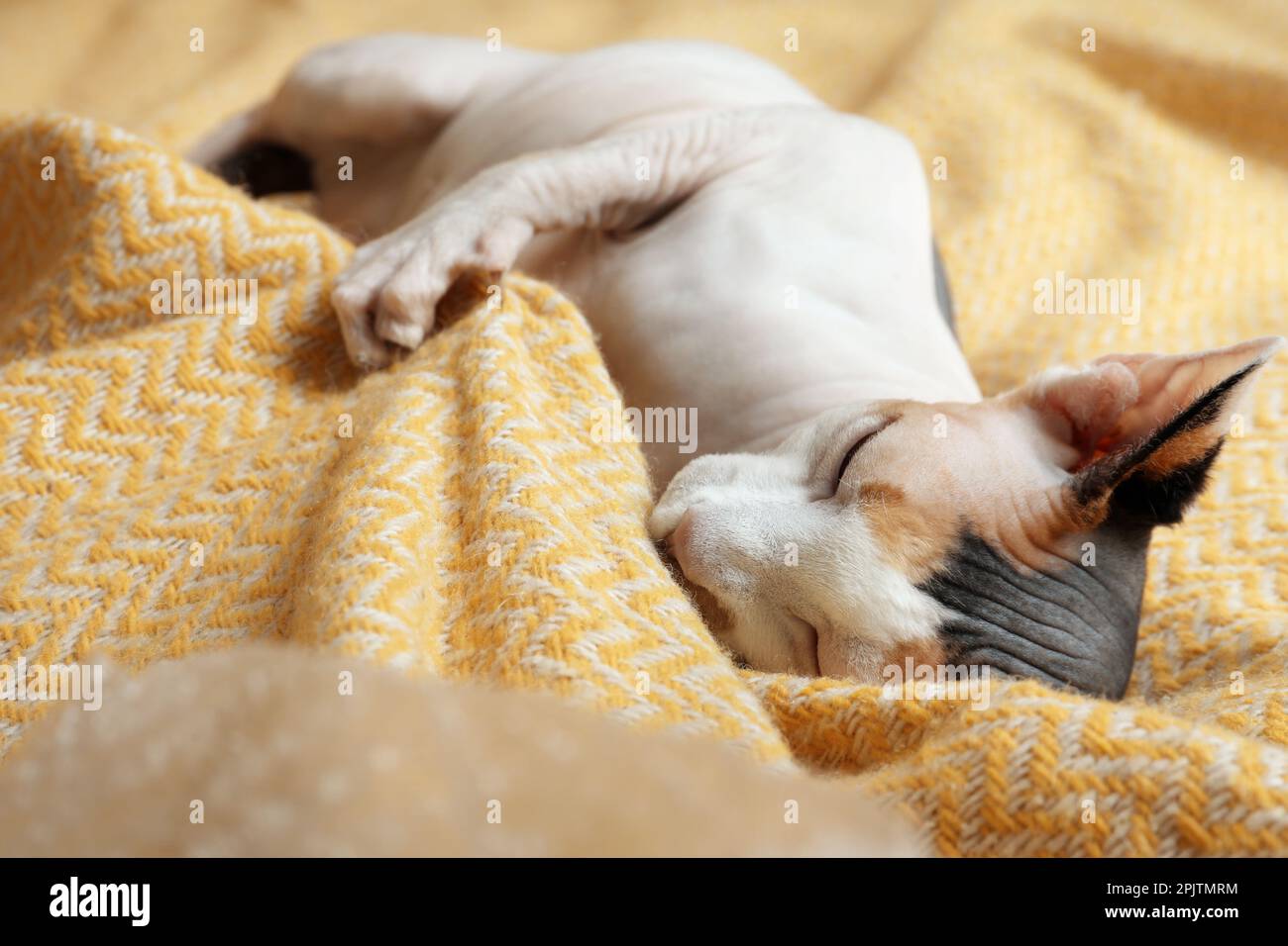 Beautiful sleepy sphynx cat hi-res stock photography and images - Alamy