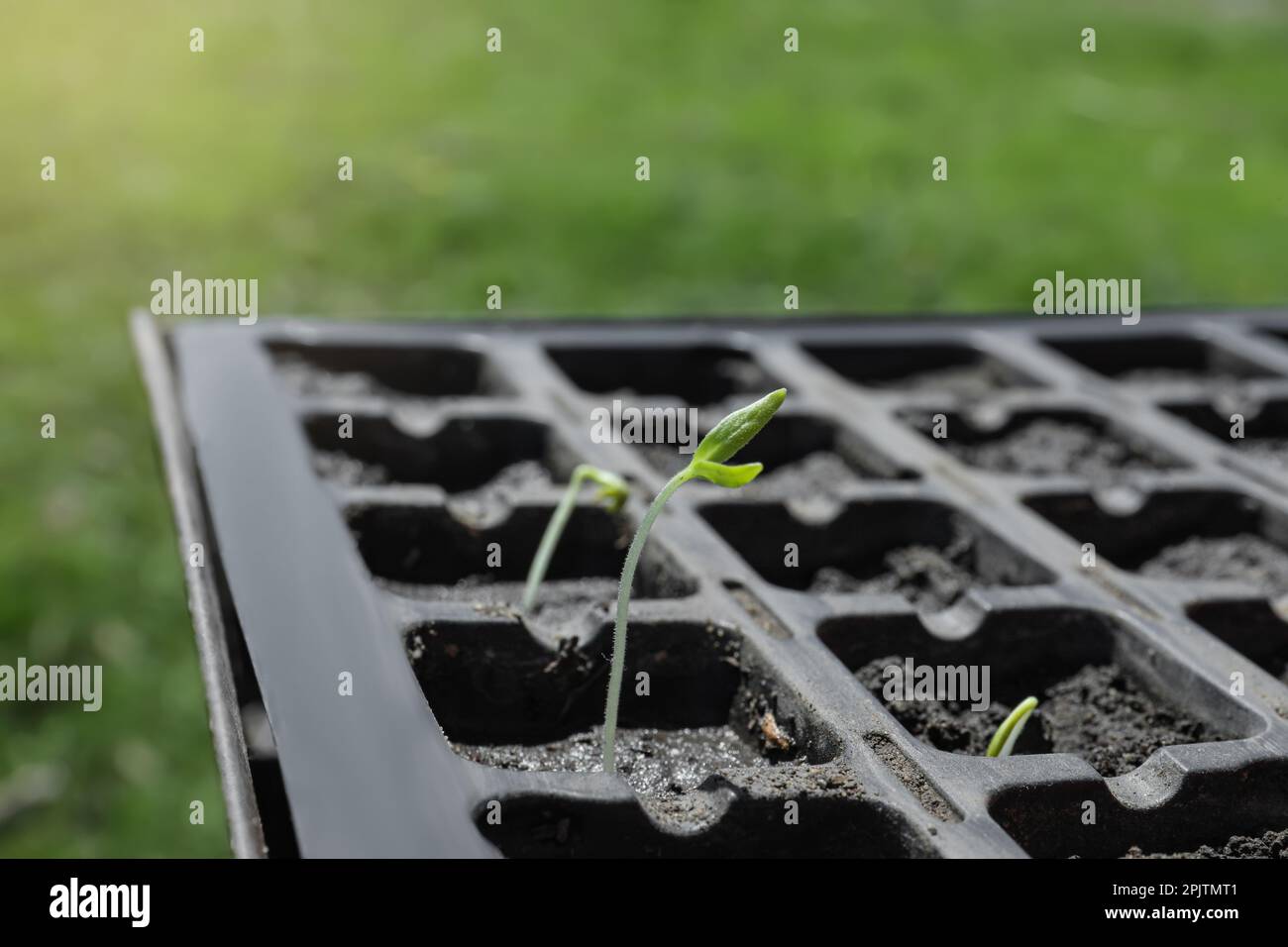 Seed box hi-res stock photography and images - Alamy