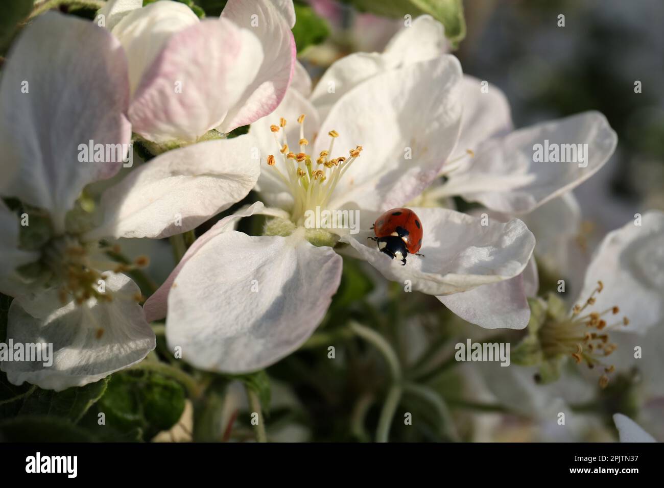 Ladybug on apple tree hi-res stock photography and images - Alamy