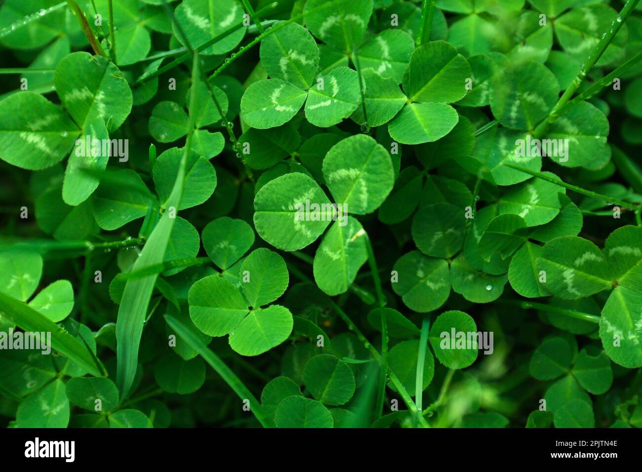 Beautiful green clover leaves and grass with water drops, top view ...