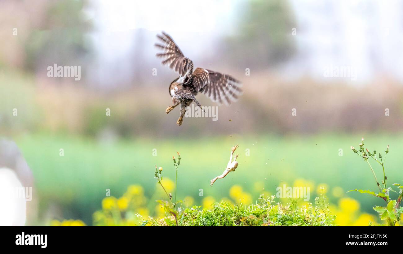 CHONGQING, CHINA - APRIL 3, 2023 - A Glaucidium cuculoides catches prey ...