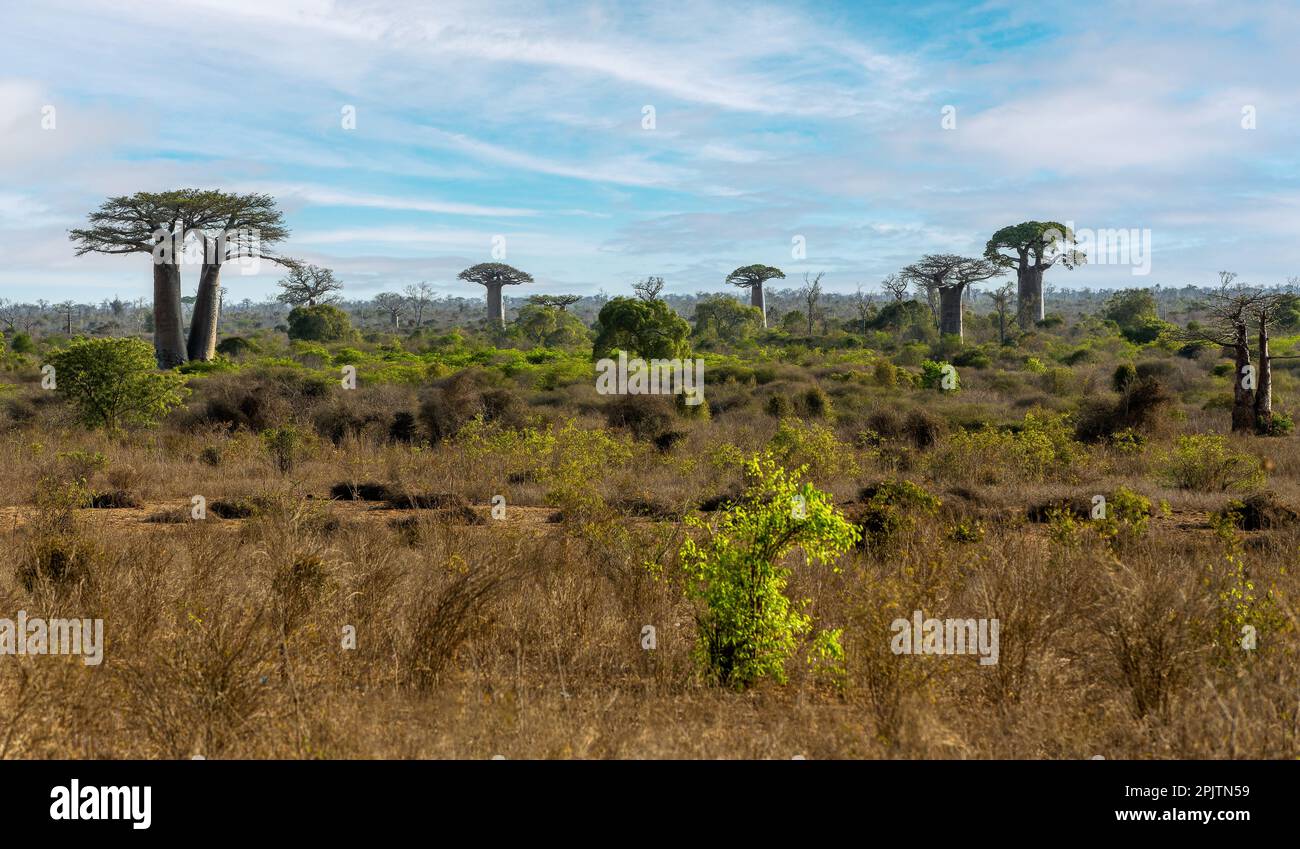 Iconic Baobab trees standing tall in Kivalo. A Spectacular View of ...