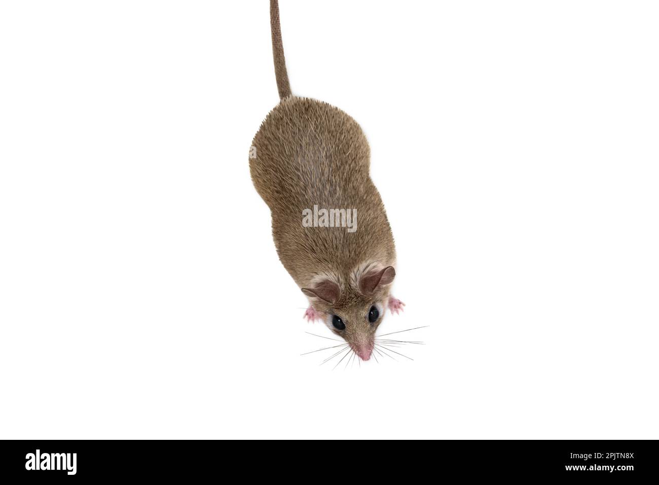 Small cute spiny mouse on white background Stock Photo - Alamy