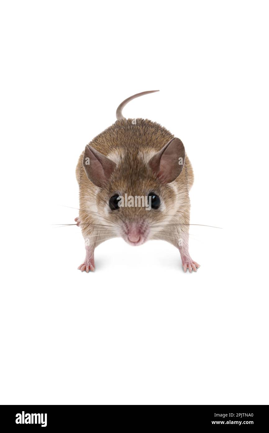 Small cute spiny mouse on white background Stock Photo - Alamy