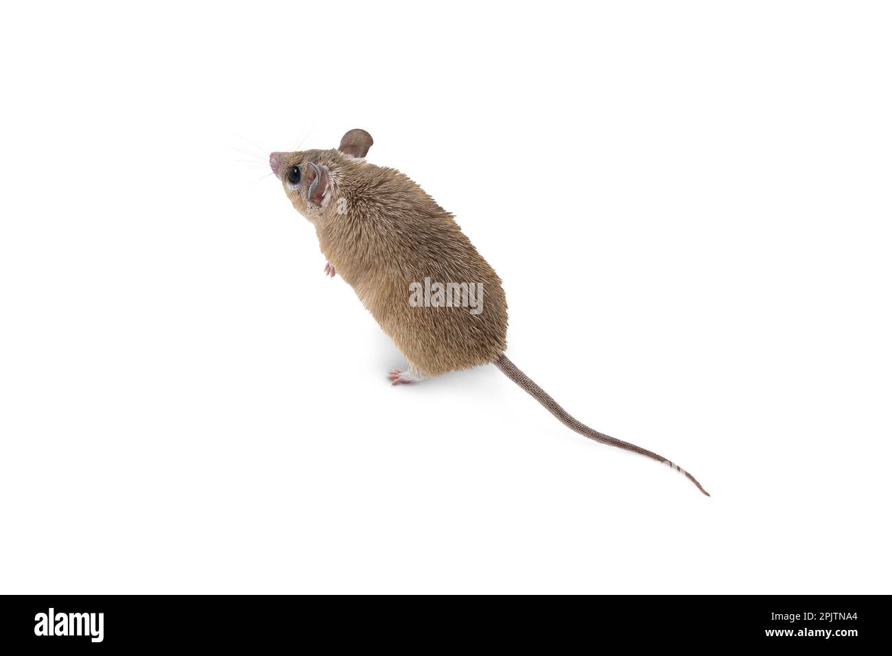Spiny mouse Cut Out Stock Images & Pictures - Alamy