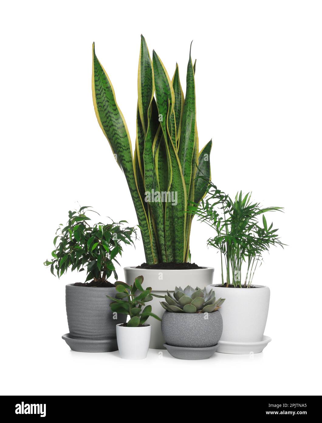 Different beautiful houseplants in pots on white background Stock Photo ...