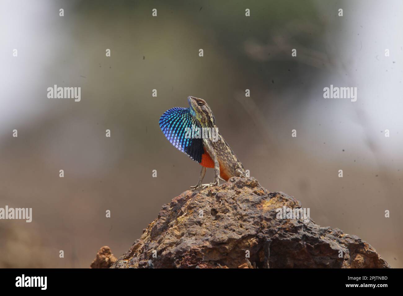 Sarada superba, the superb large fan-throated lizard on stick ...