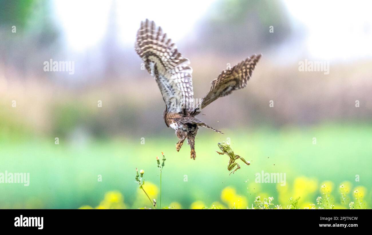 CHONGQING, CHINA - APRIL 3, 2023 - A Glaucidium cuculoides catches prey ...