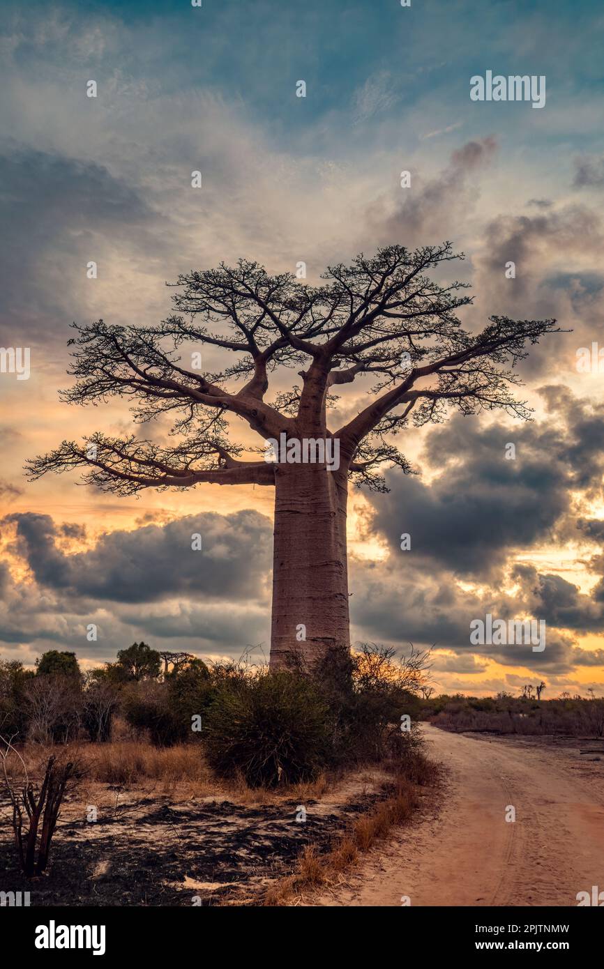 Amazing Baobab trees in sunset lining the road to Kivalo Village ...