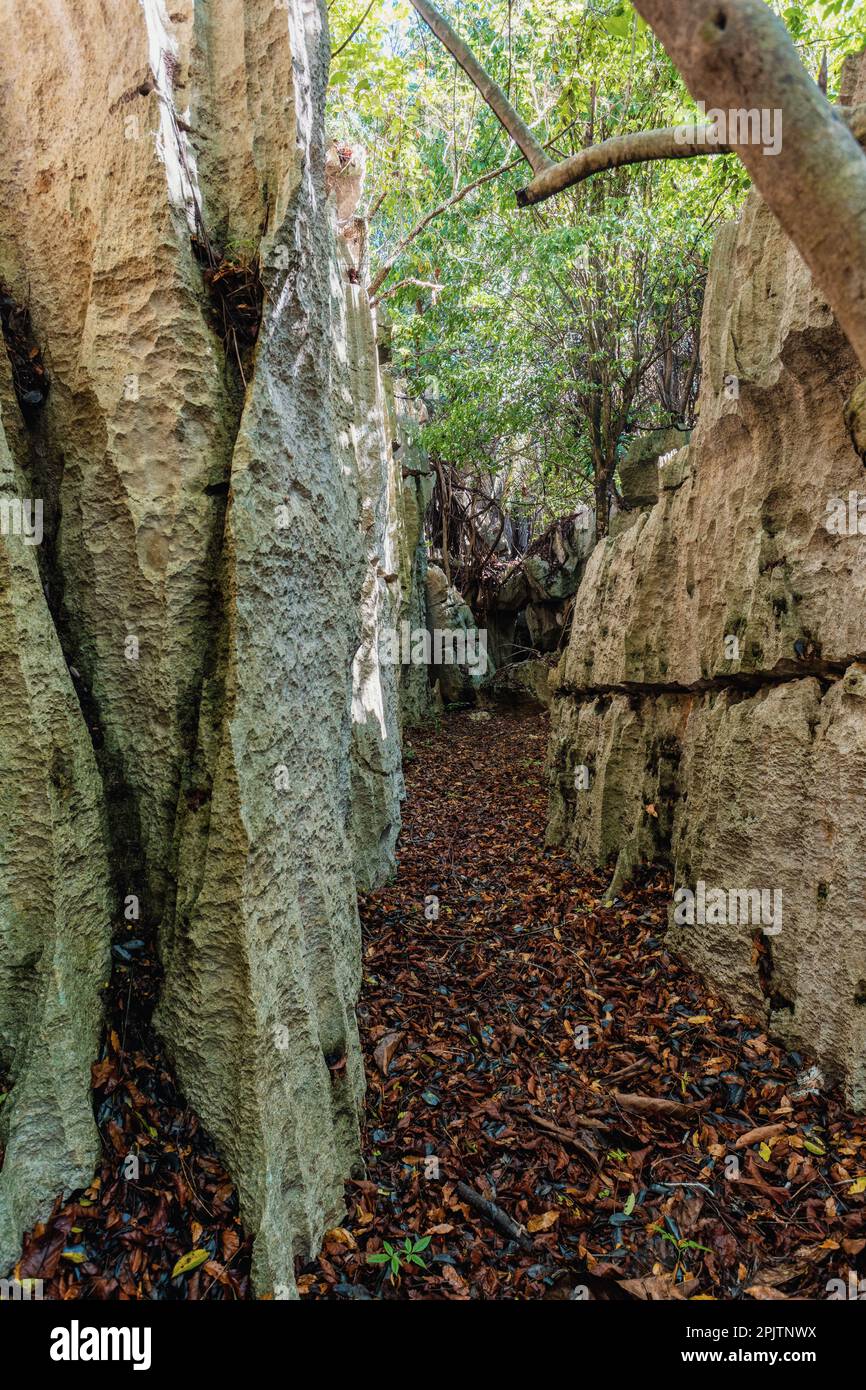 Narrow path between rocks in Petit Tsingy de Bemaraha, Strict Nature ...