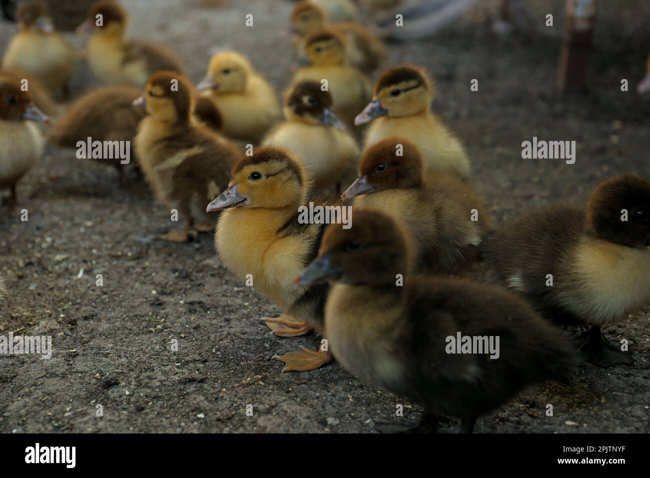 Group of cute fluffy ducklings in farmyard Stock Photo - Alamy