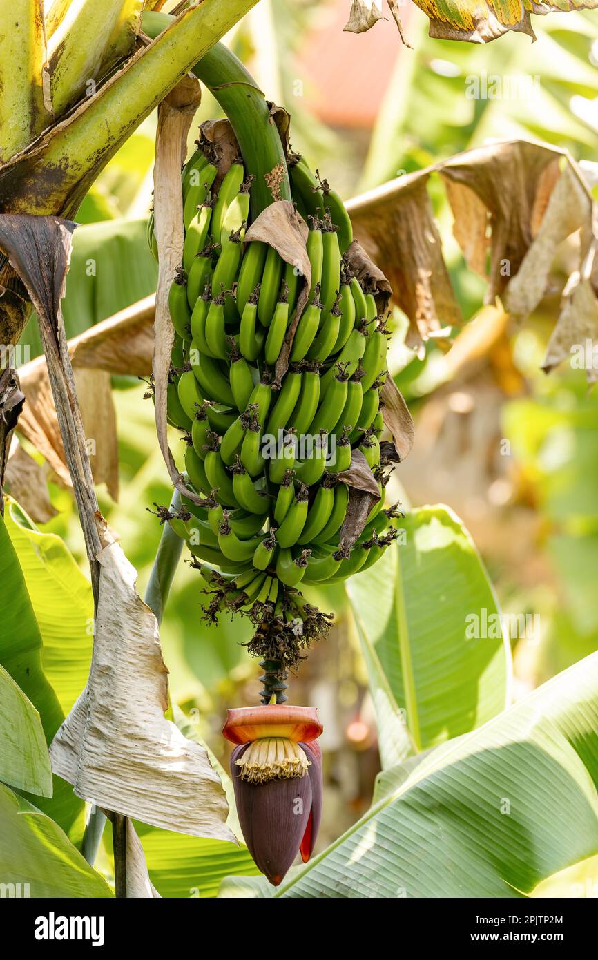 Flowering banana fruit. Unripe green bunch of wild bananas in rain ...
