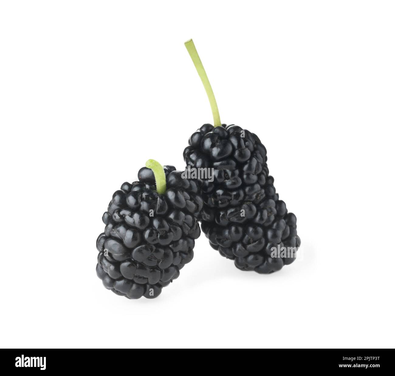 Two fresh ripe black mulberries on white background Stock Photo - Alamy
