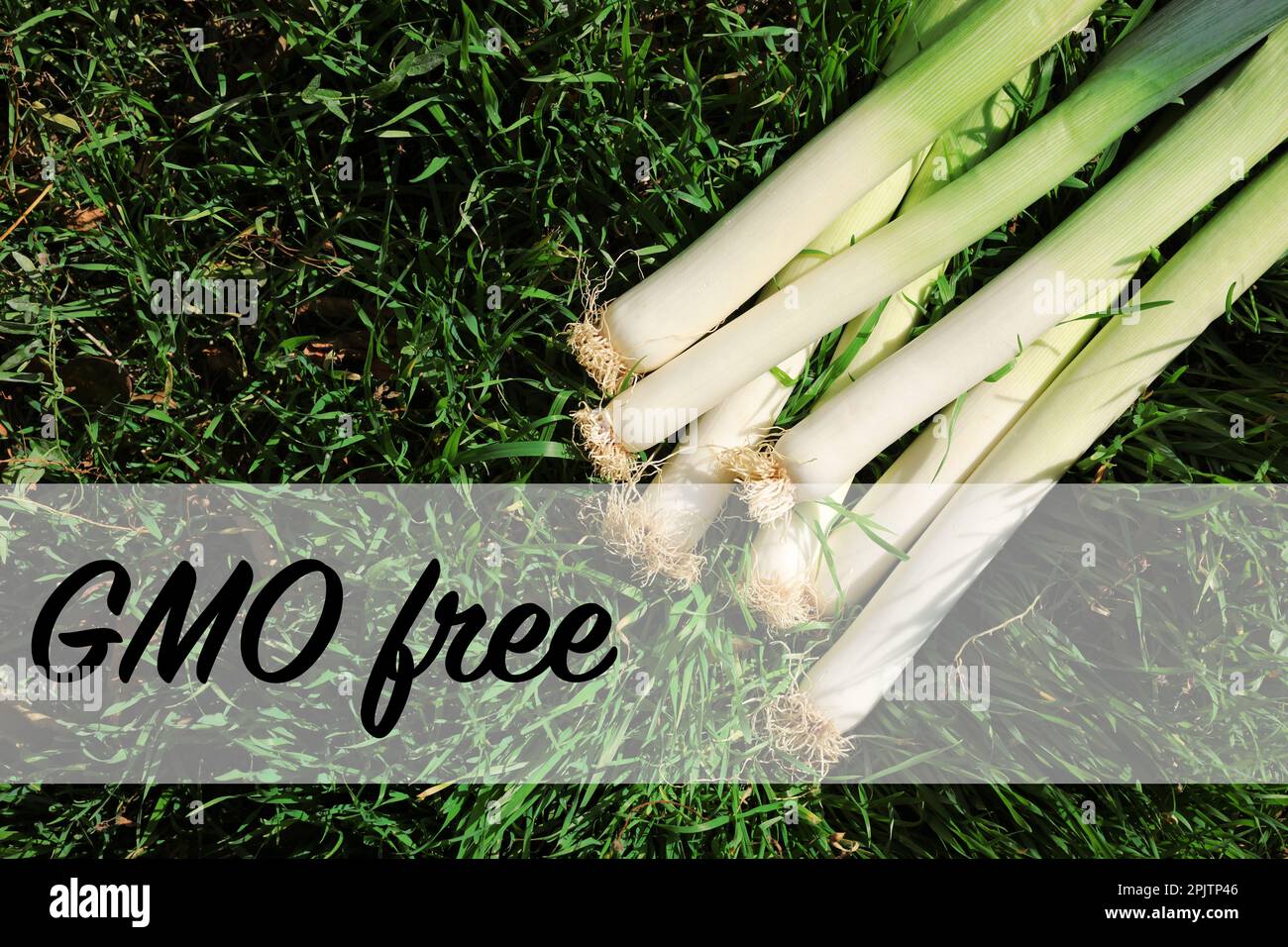 Concept of GMO free crop. Fresh raw leeks on green grass outdoors ...