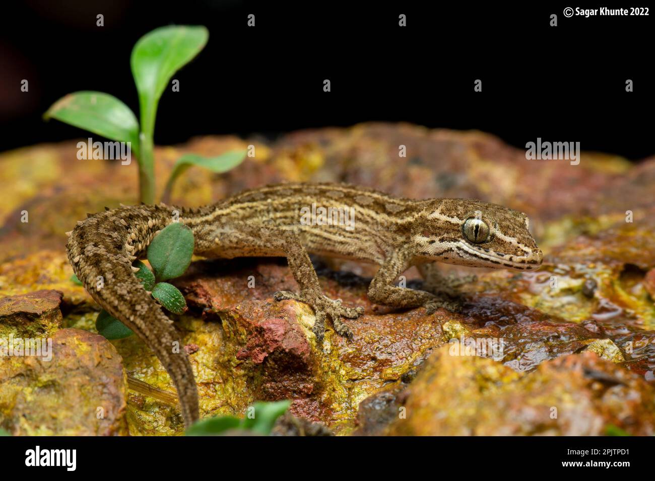 Satara gecko (Hemidactylus Sataraensis) endemic to western ghats ...