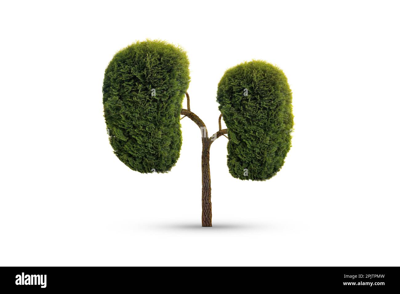 Human kidneys model made of trees with green leaves on white background ...