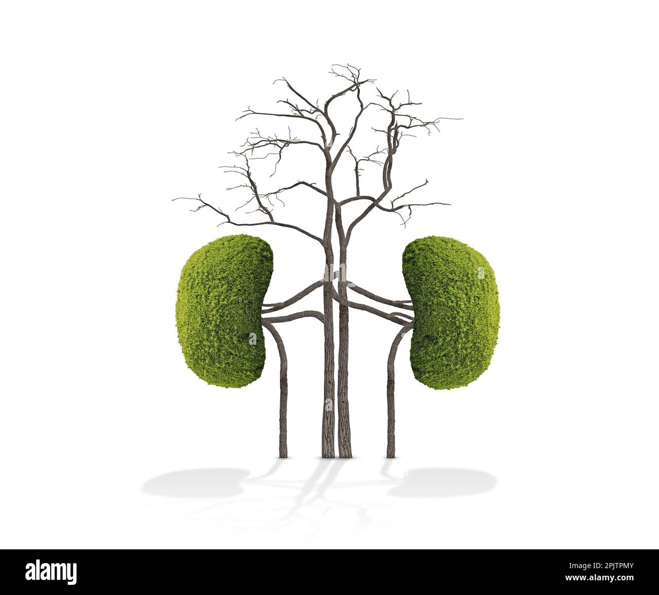 Human kidneys model made of trees with green leaves on white background ...