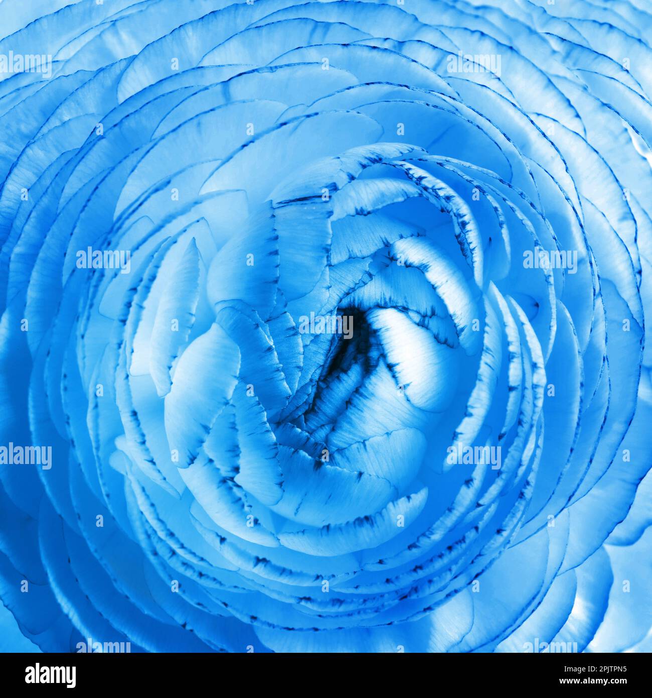 Beautiful light blue ranunculus flower as background, closeup Stock ...