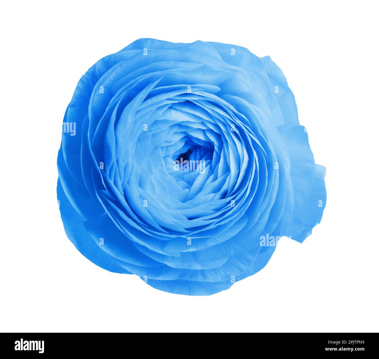 Beautiful light blue ranunculus flower on white background Stock Photo ...