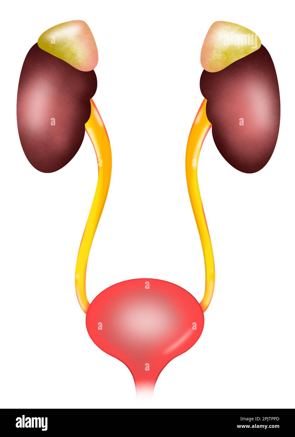 Illustration of kidneys and urinary system on white background. Human ...