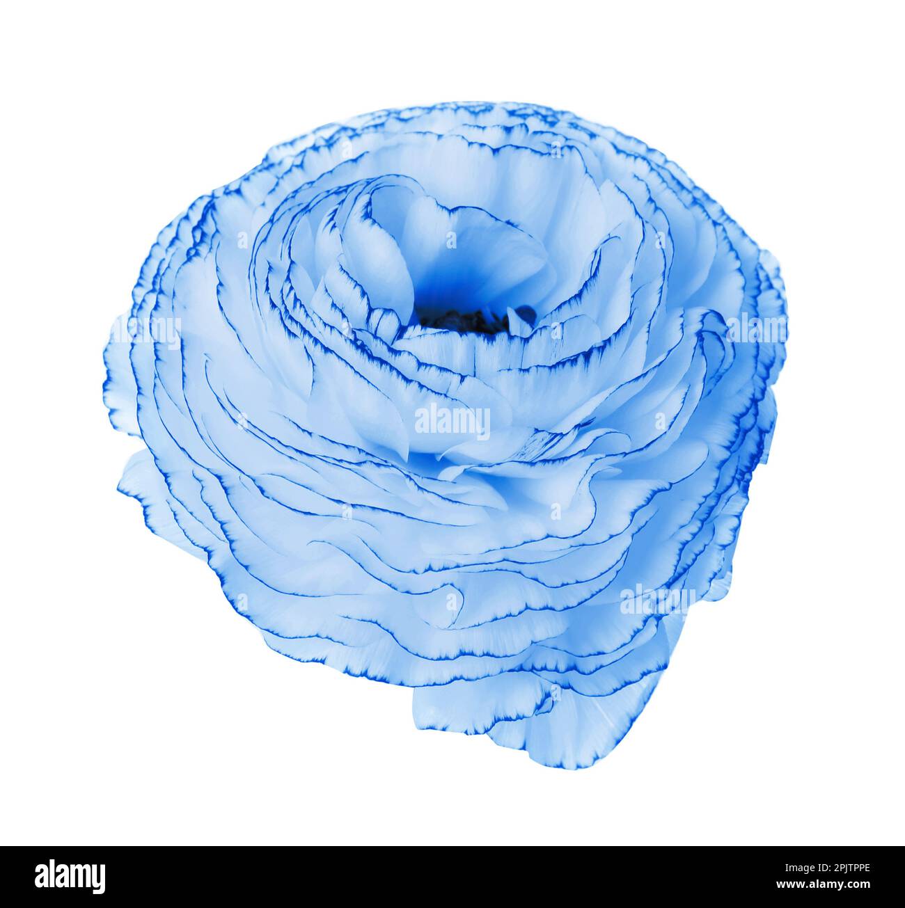 Beautiful light blue ranunculus flower on white background Stock Photo ...