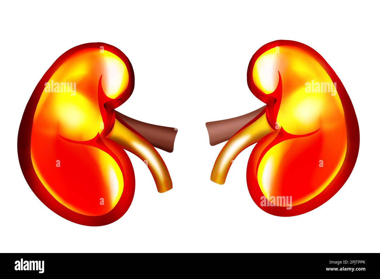 Illustration of kidneys on white background. Human anatomy Stock Photo ...