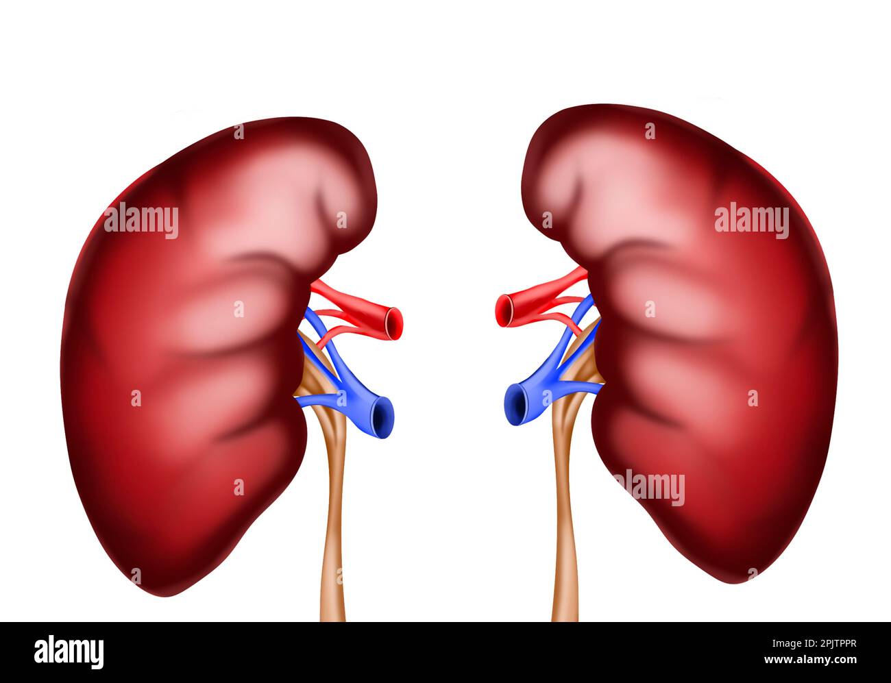 Illustration of kidneys on white background. Human anatomy Stock Photo ...