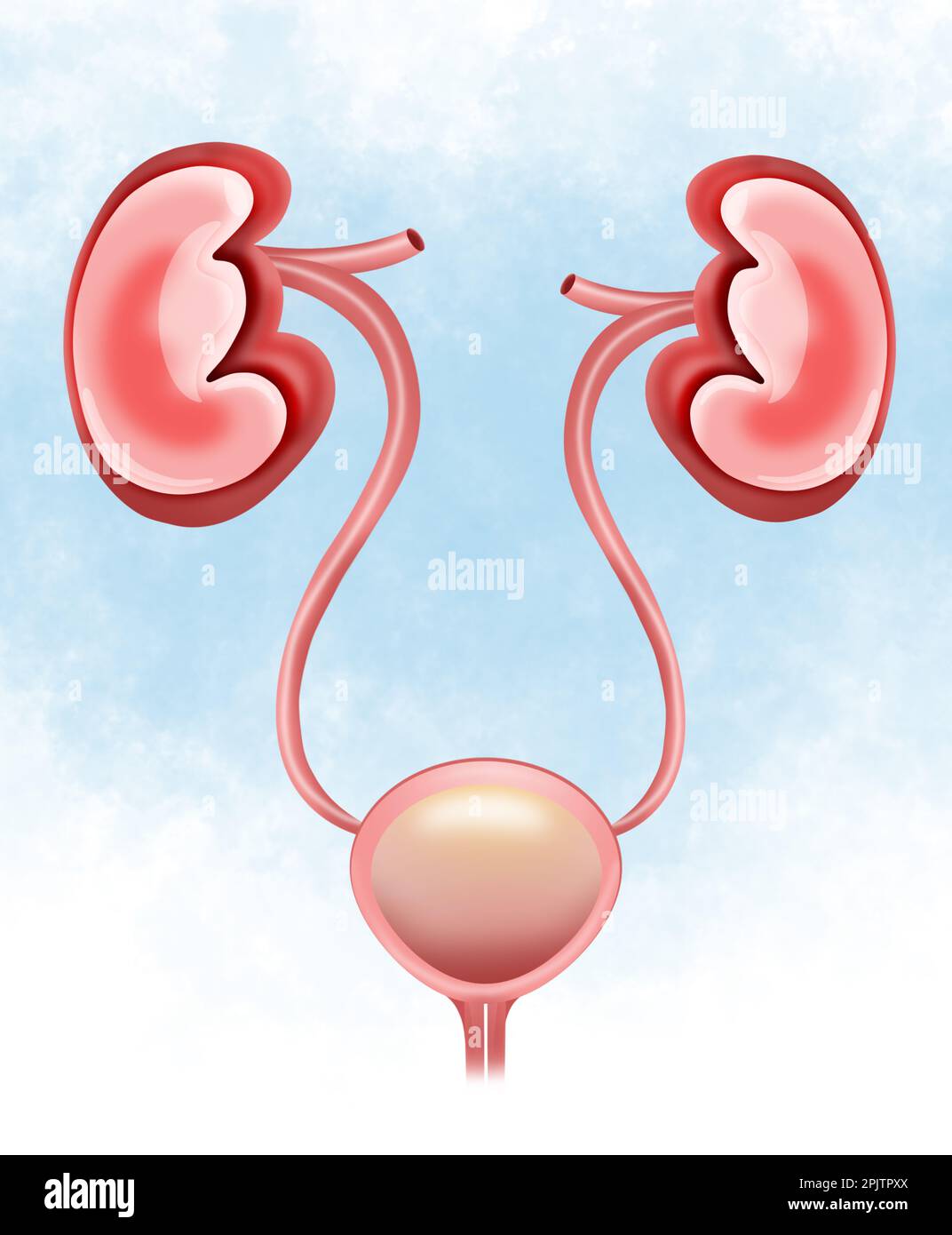 Illustration of kidneys and urinary system on light background. Human ...