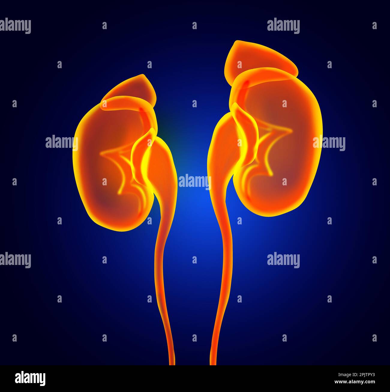 Illustration of kidneys on blue background. Human anatomy Stock Photo ...