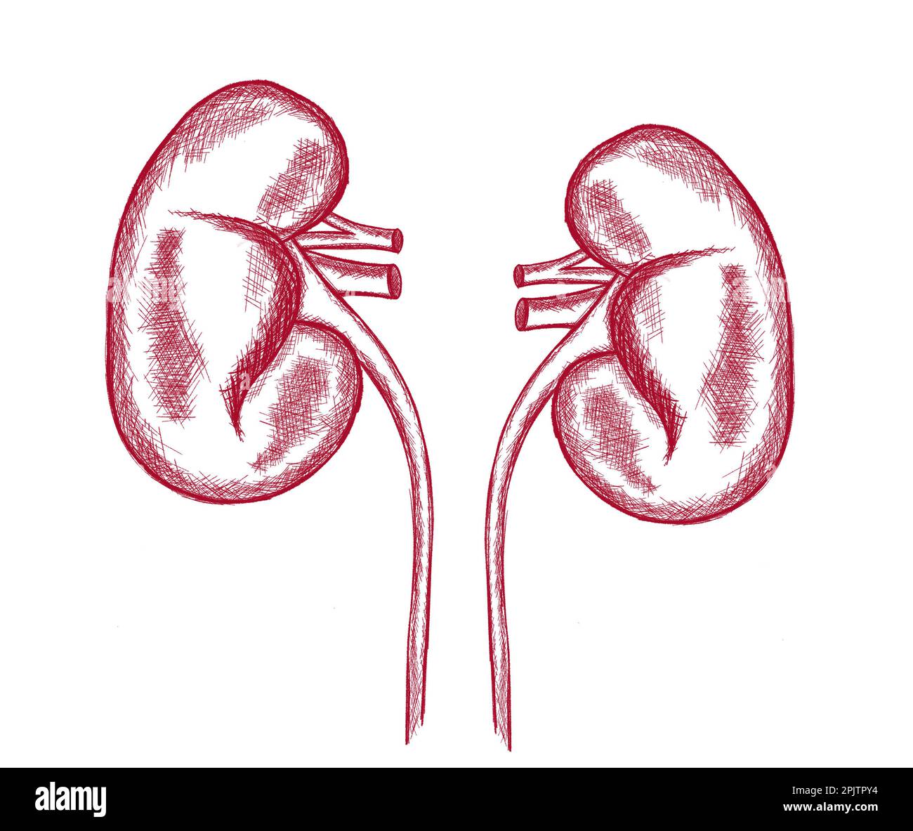 Illustration of kidneys on white background. Human anatomy Stock Photo ...