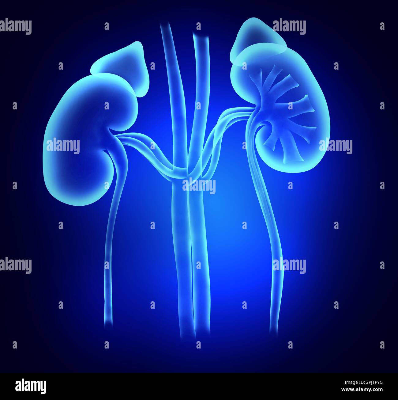 Illustration of kidneys on blue background. Human anatomy Stock Photo ...