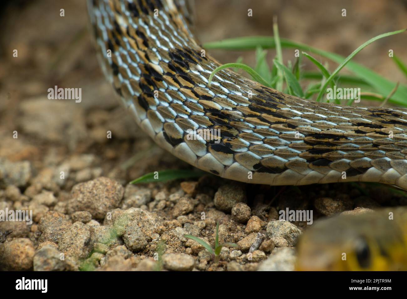 scales of buff striped keelback (Amphiesma stolatum) Satara Maharashtra ...