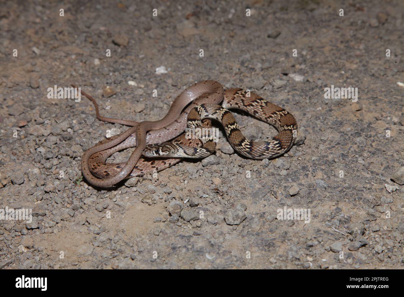 Platyceps gracilis hi-res stock photography and images - Alamy