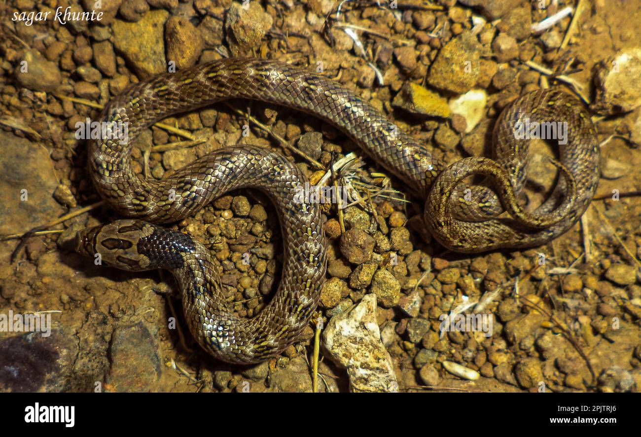 Streaked Kukri Snake (Oligodon taeniolatus), satara maahrashtra india ...